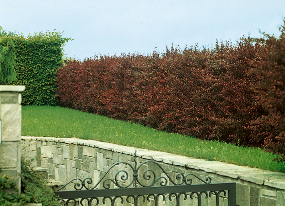 Berberis thunbergii ´Atropurpurea´ , Dráč thunbergov, bal. 10 ks C1,5 ...