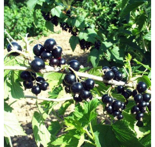 Ríbezle - bohato rodiace kríčky alebo stromčeky | rastlinky.sk