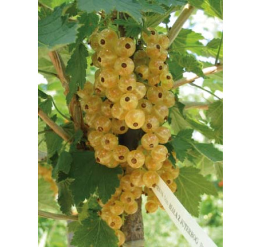 Ríbezle - bohato rodiace kríčky alebo stromčeky | rastlinky.sk