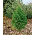 Picea abies ´Cupressima´ , Smrek, 100,120 cm, C15