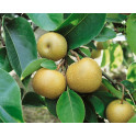 Pyrus communis ´Nashi Hosui´ , Hruška ázijská, hr.planá, 140,160, C7