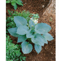 Hosta ´Bressingham Blue´ , Hosta , Funkia, K9
