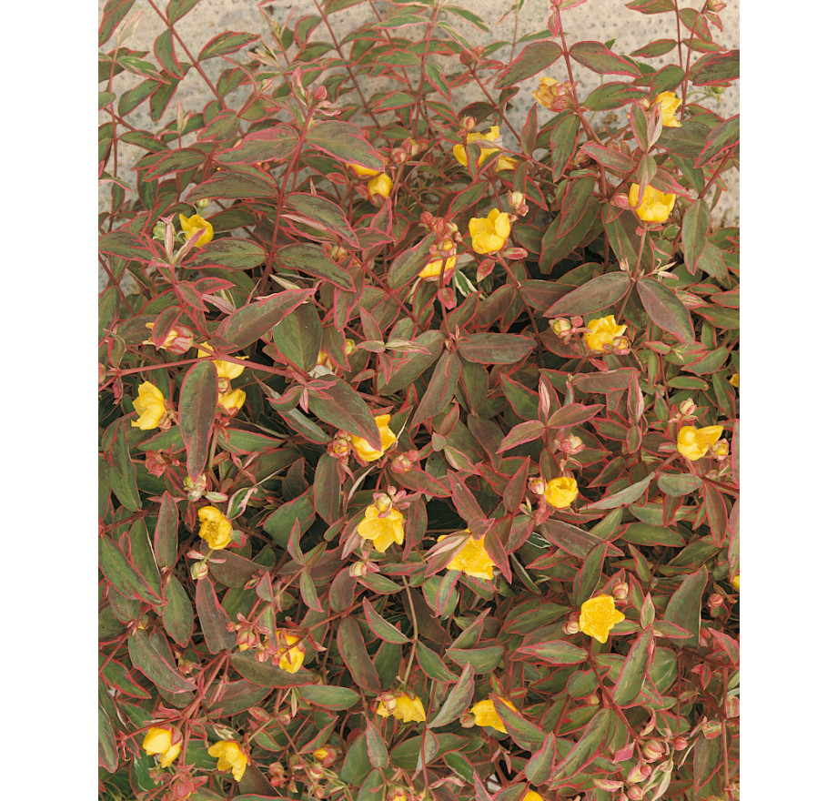 Hypericum x moserianum ´Tricolor´ , Ľubovník Moserov, 15 - 20 cm, K9