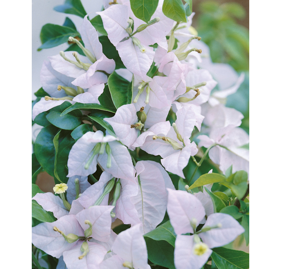 Bougainvilea glabra ´White´ , Bugénvilea biela, K9