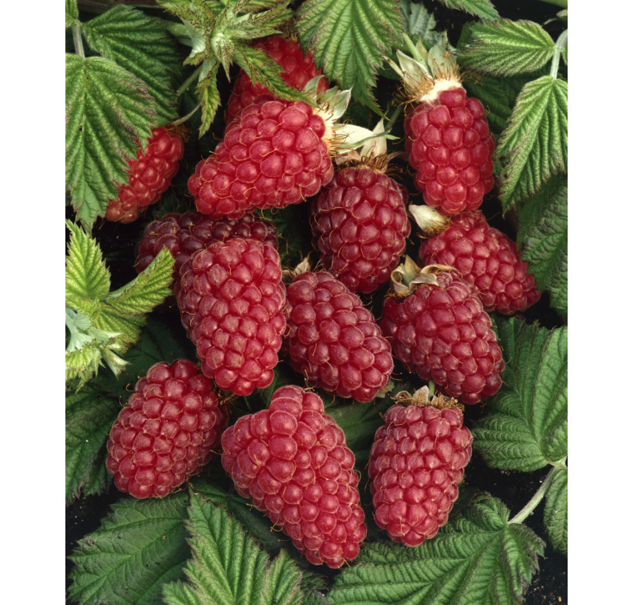 Rubus fruticosus ´Tayberry´ , Malinočernica, K9