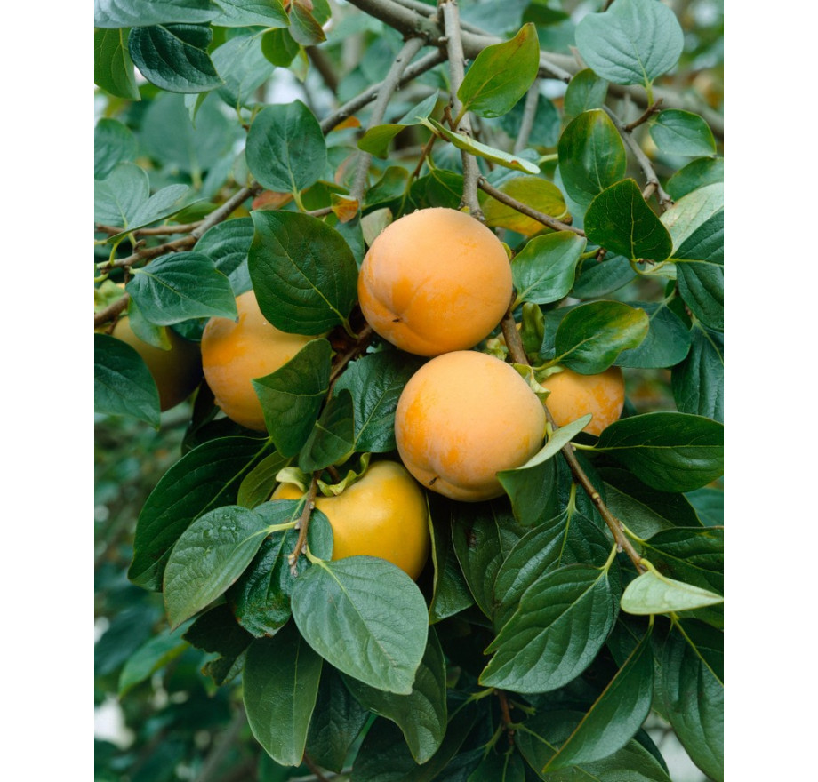 Diospyros kaki ´Ragno´ , Hurmi kaki , Ebenovník rajčiakový, 120-150 cm, VK