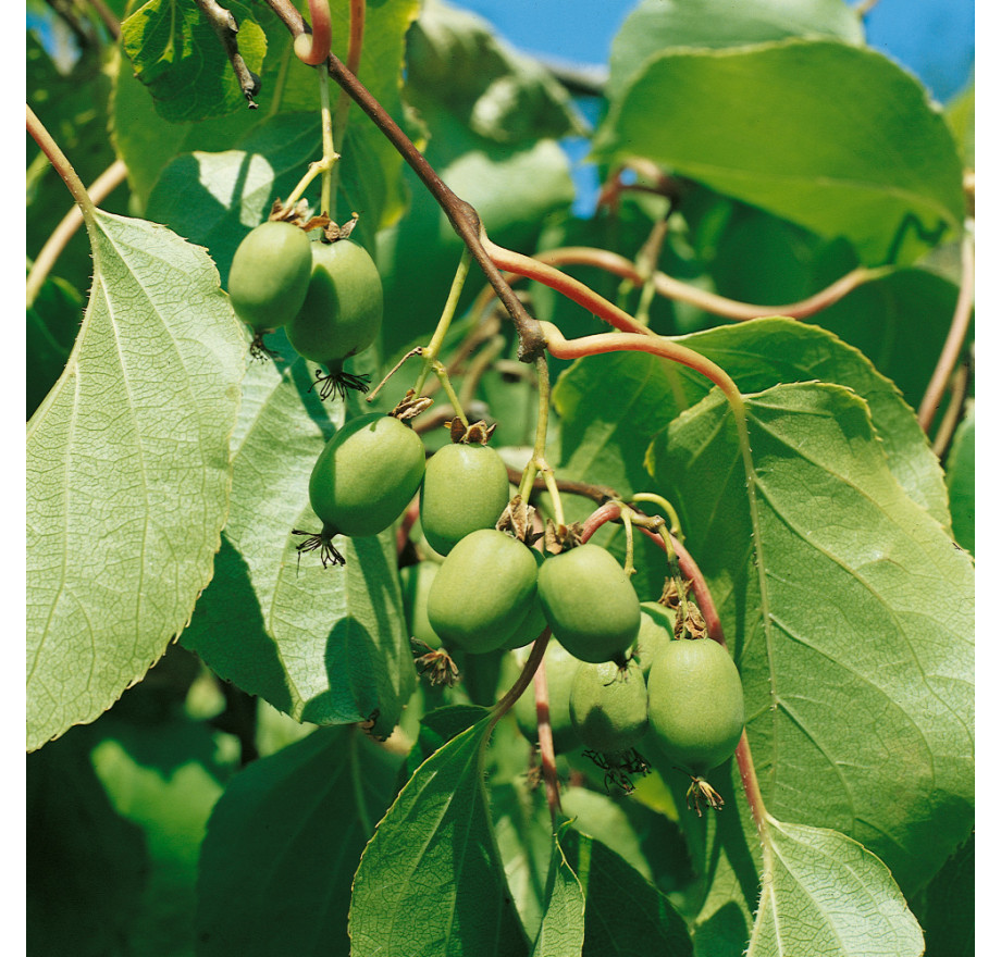 Actinidia arguta ´Issai´ , Drobnoplodé kiwi, 80 cm, C2