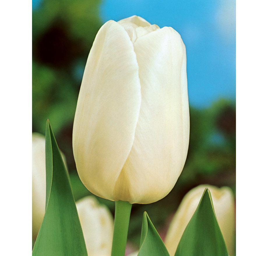 Tulipa ´Maureen´ , Tulipán, bal. 5 ks, 11,12