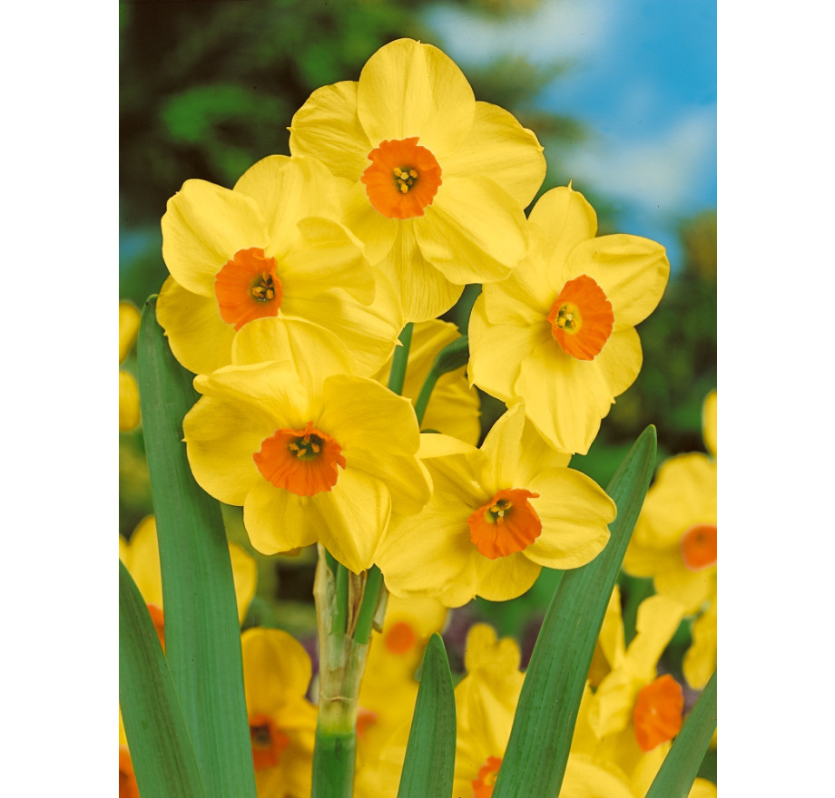Narcis ´Scarlet Gem´, bal. 5 ks, 12,14
