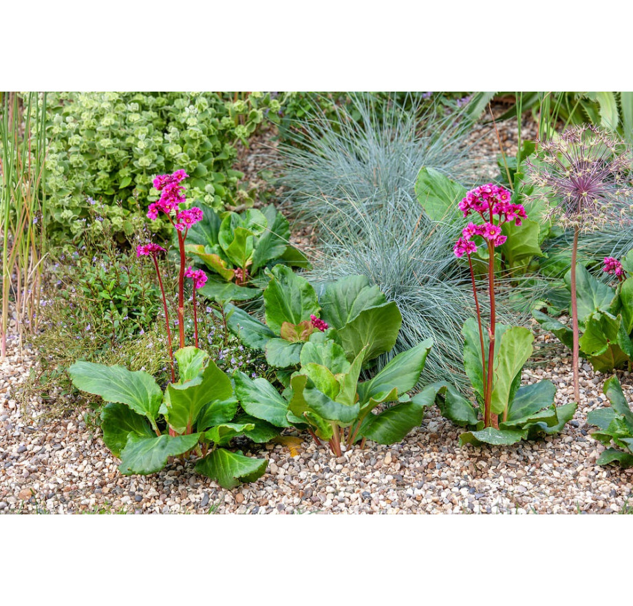 Bergenia cordifolia ´Shoeshine Rose´ , Bergénia srdcovitolistá, K9