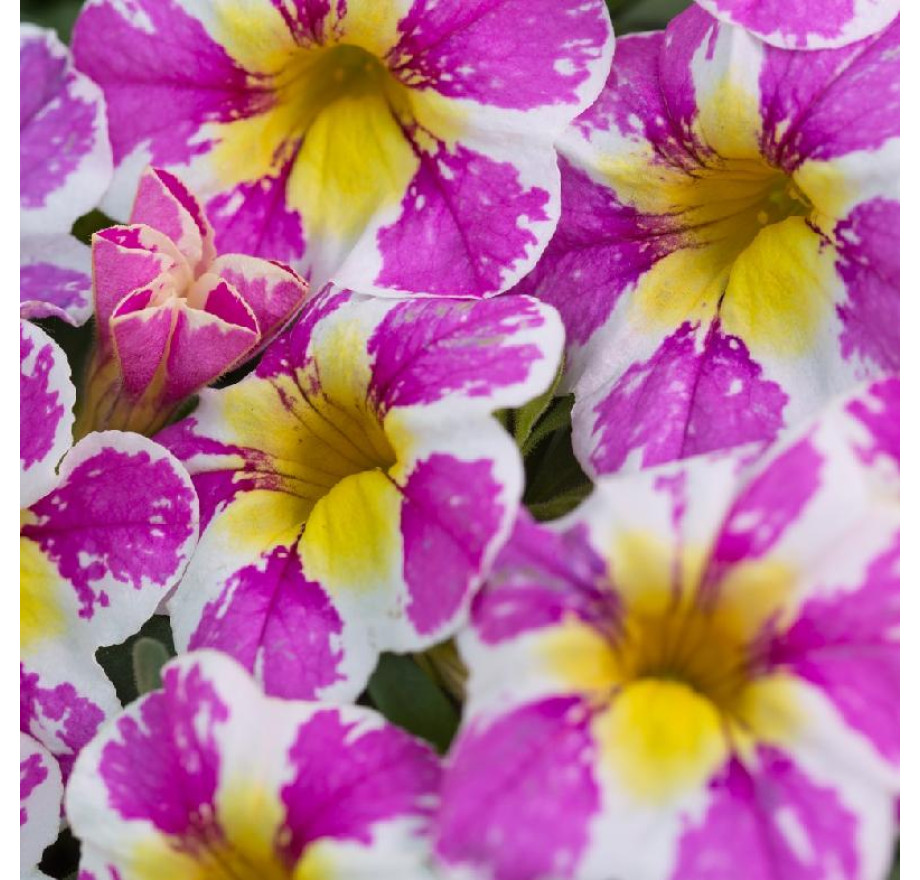 Calibrachoa Candy Shop® Sweet Tarte , Mnohokvetá petúnia, bal. 3 ks, 3x K7