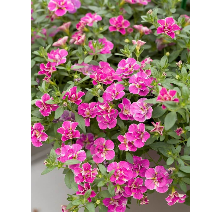 Calibrachoa Calita® ´Double Pink Splash´ , Mnohokvetá petúnia, bal. 3 ...