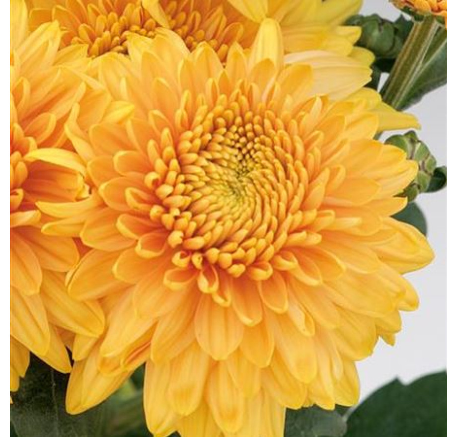 Dendranthema x indicum , Chrysanthemum ´Gompie Bronze´, Chryzantéma ...