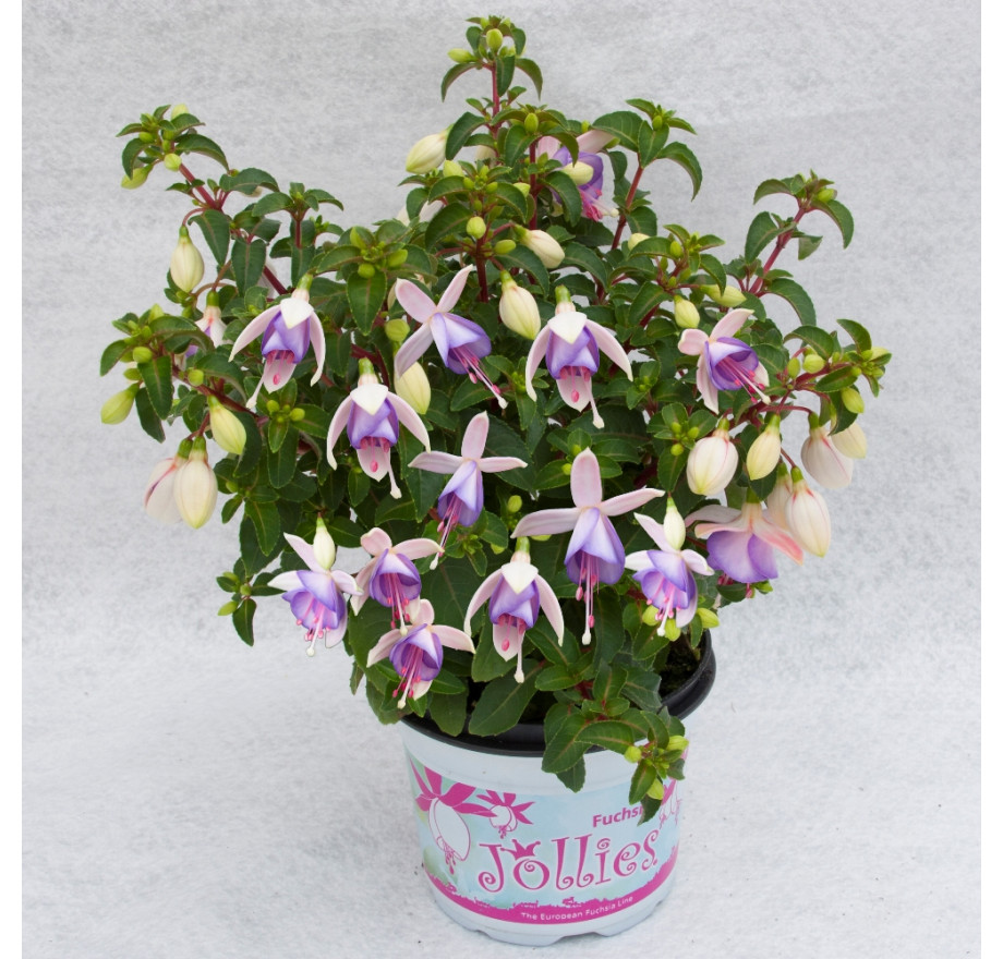 Fuchsia Jollies® ´Macon´ , Fuksia, K7