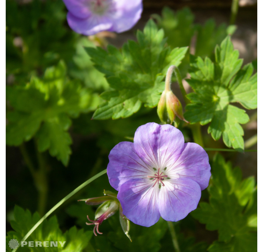 Geranium 'Rozanne' ® , Pakost, K11