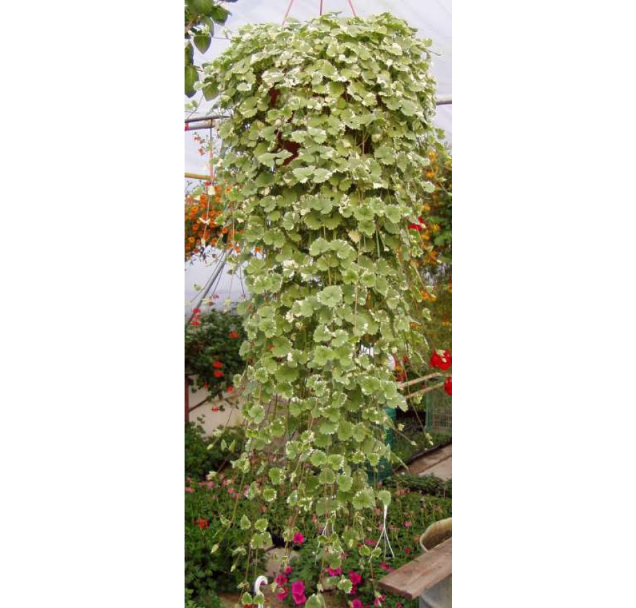 Glechoma hederifolia ´Variegata´ , Glechoma , Zádušník brečtanovitý ...
