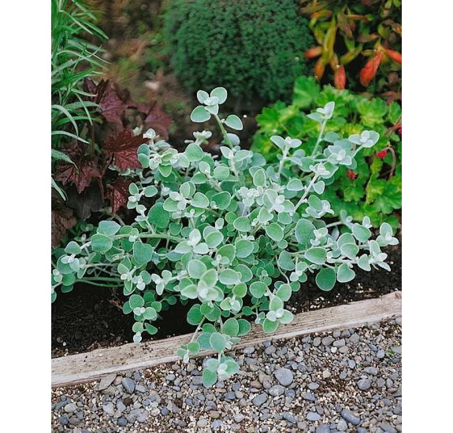 Helichrysum petiolare ´Moes Silver´ , Helichrysum, K7
