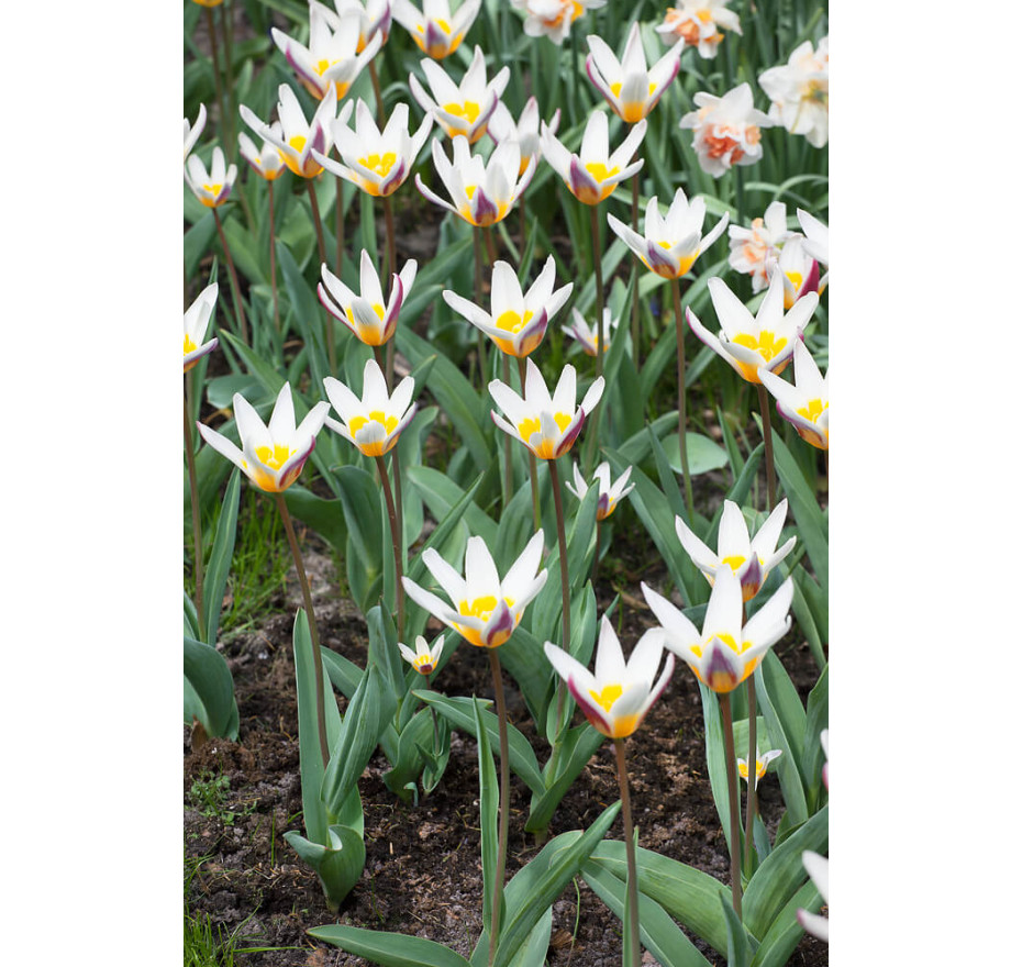 Tulipa ´Ice stick´ , Tulipán, bal. 5 ks, 11,12