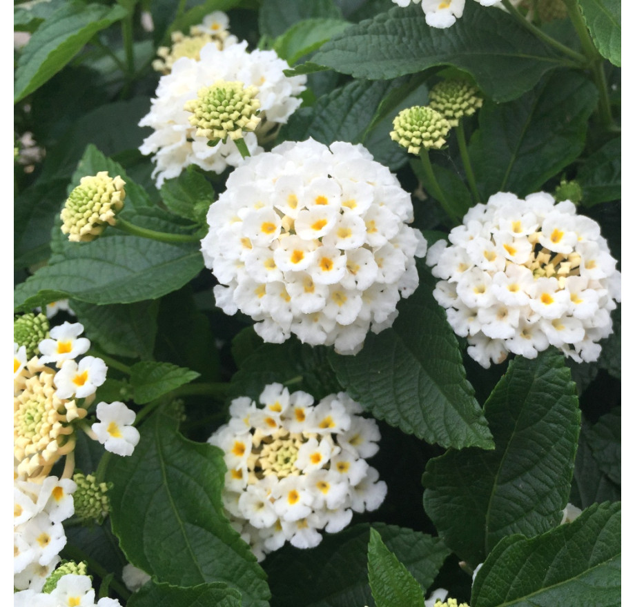 Lantana camara ´Lantropic White´, Lantana menlivá biela, bal. 3 ks, 3x K7