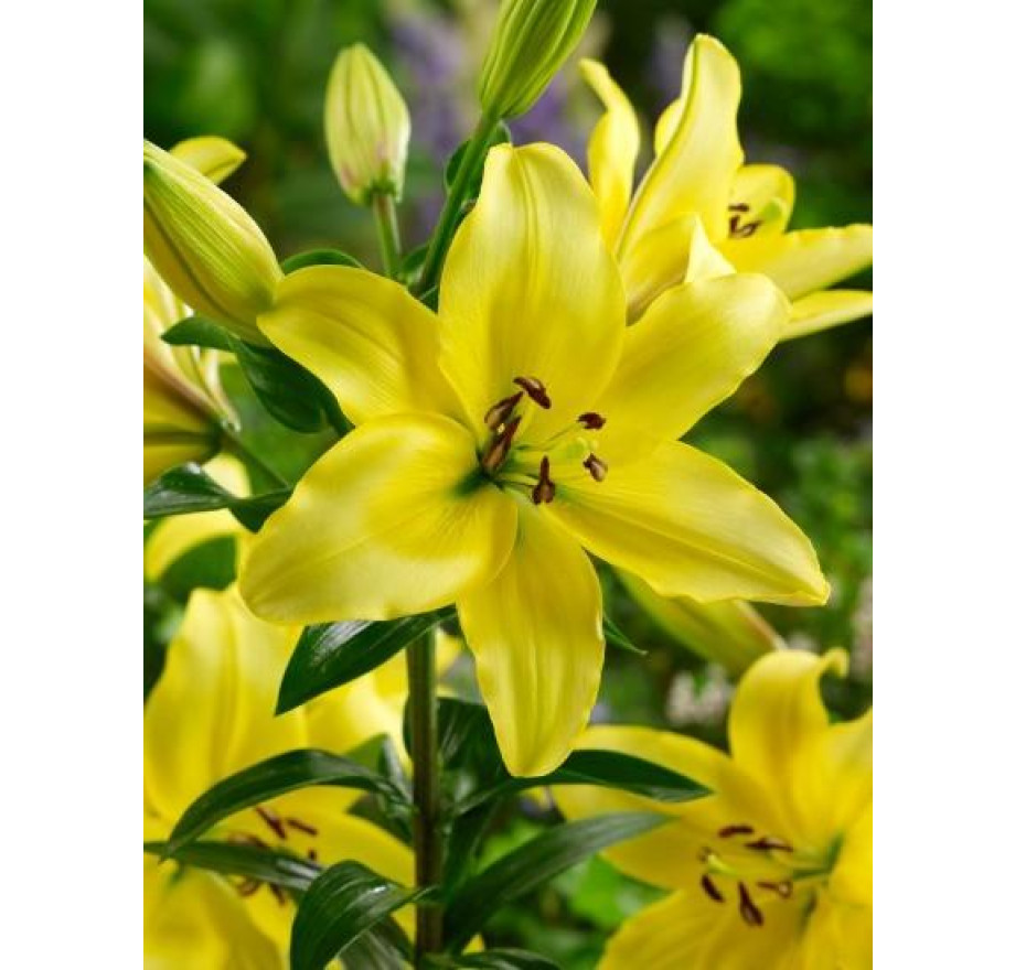 Lilium ´Yellow Power´ , Ľalia ázijská, bal. 2 ks, 16,18