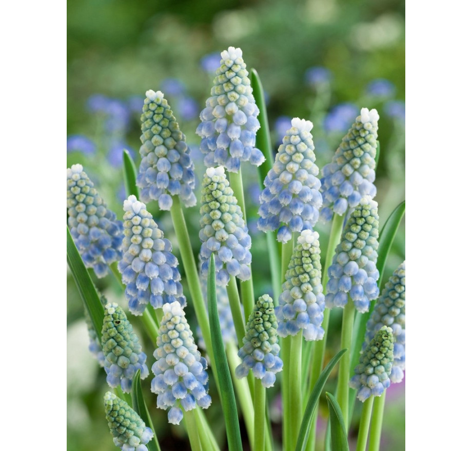 Muscari Peppermint , Modrica , bal. 10 ks, 8,9