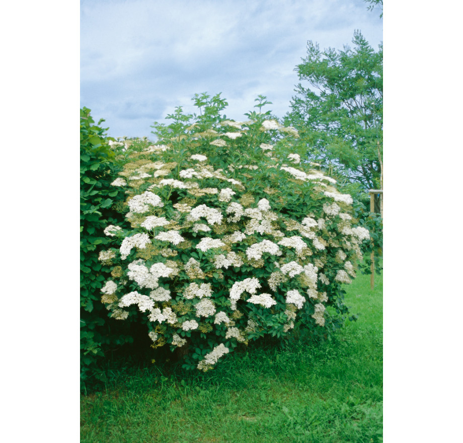 Sambucus nigra , Baza čierna, bal. 10 ks, 50-80 cm, VK, na živý plot
