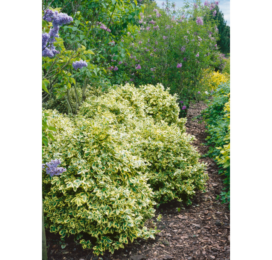 Euonymus fortunei ´Variegatus´ , Bršlen Fortuneov, 20-30 cm, C1,5
