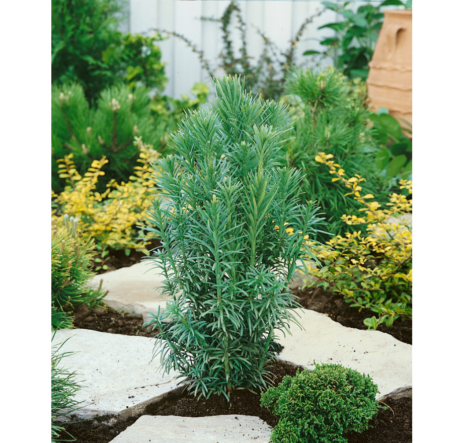 Cephalotaxus harringtonia ´Fastigiata´ , Patis Harringtonov, 30-40 cm, C3