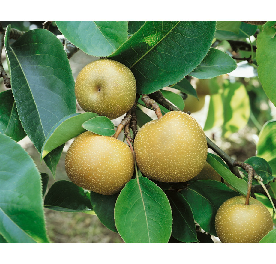 Pyrus communis ´Nashi Hosui´ , Hruška ázijská, hr.planá, 140,160, C7