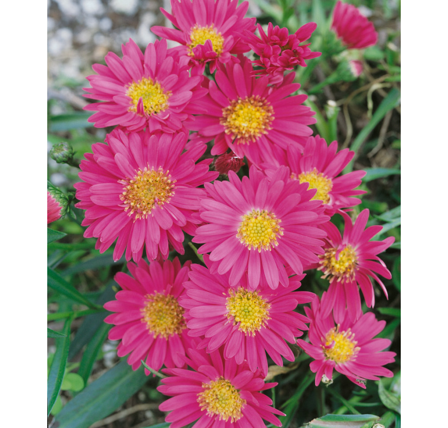 Aster novi-belgii 'Royal Ruby' , Astra novobelgická, K9