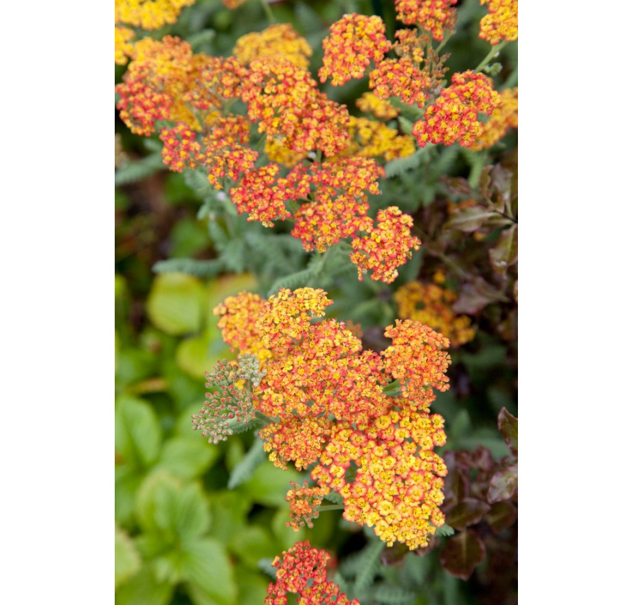 Achillea filipendulina 'Walther Funcke´, Rebríček túžobníkový, Myší ...