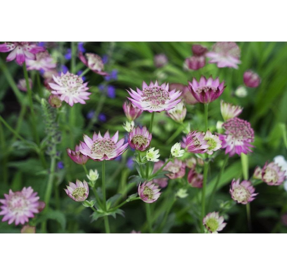 Astrantia major 'Lola' , Jarmanka väčšia, K9
