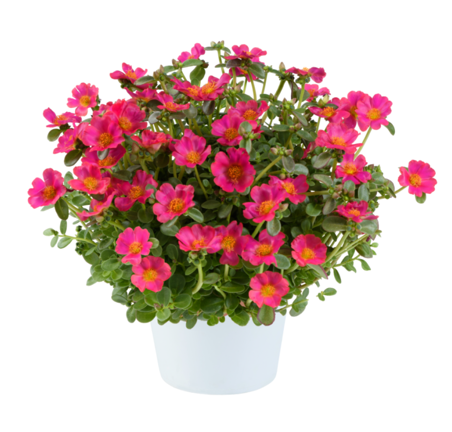 Portulaca x umbraticola Pazzaz Nano™ Fuchsia Imp , Portulaka, bal. 3 ks, 3x K7