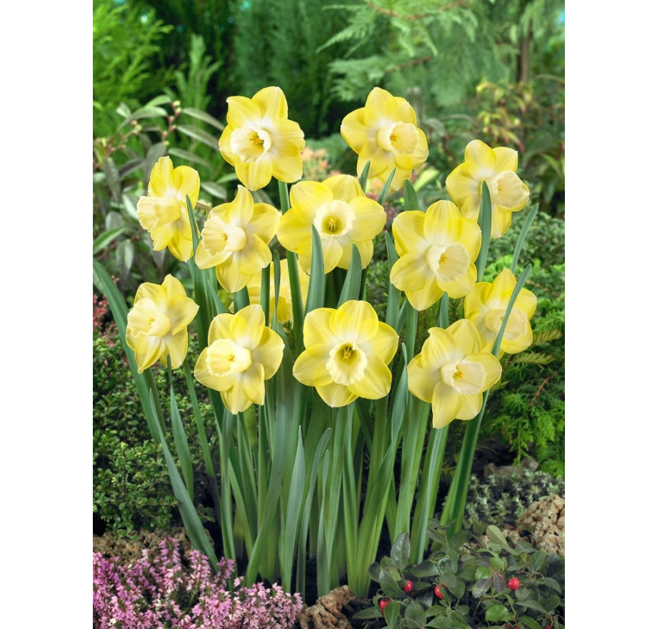 Narcis ´Avalon´ , Narcis, bal. 5 ks, 12,14