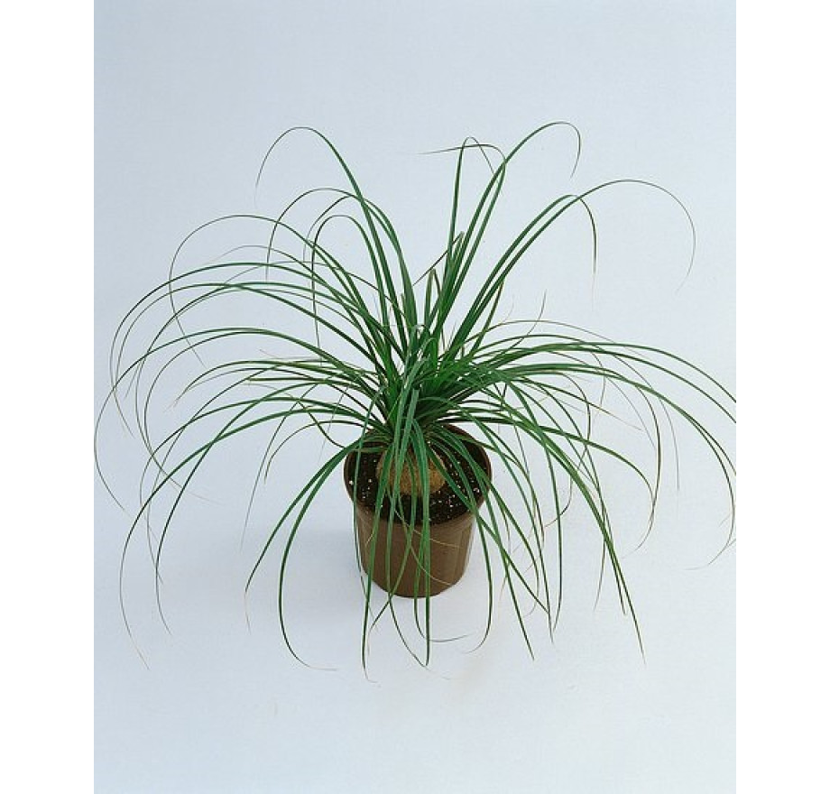 Nolina recurvata , Slonia noha, mladá rastlina, K9