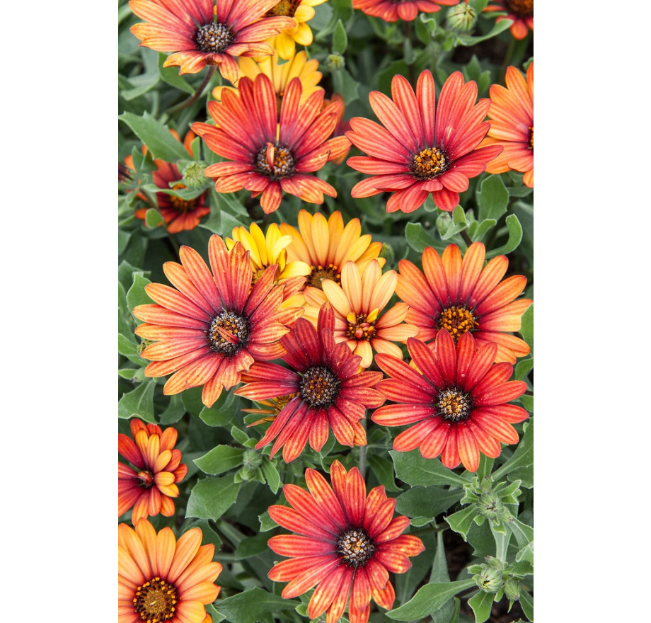 Osteospermum ´Zanzibar Firework Red´ , Osteospermum, K7