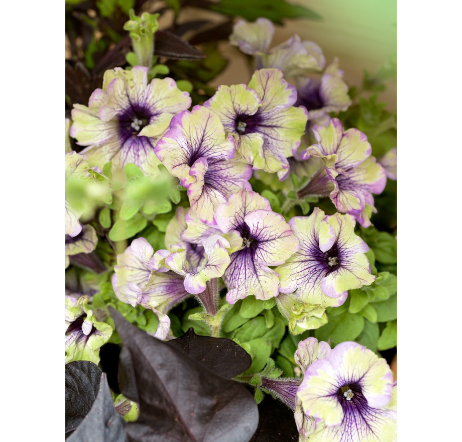 Petunia Amazonas ™ ´Plum Cockatoo´ , Petúnia, bal. 6 ks, 6x K7
