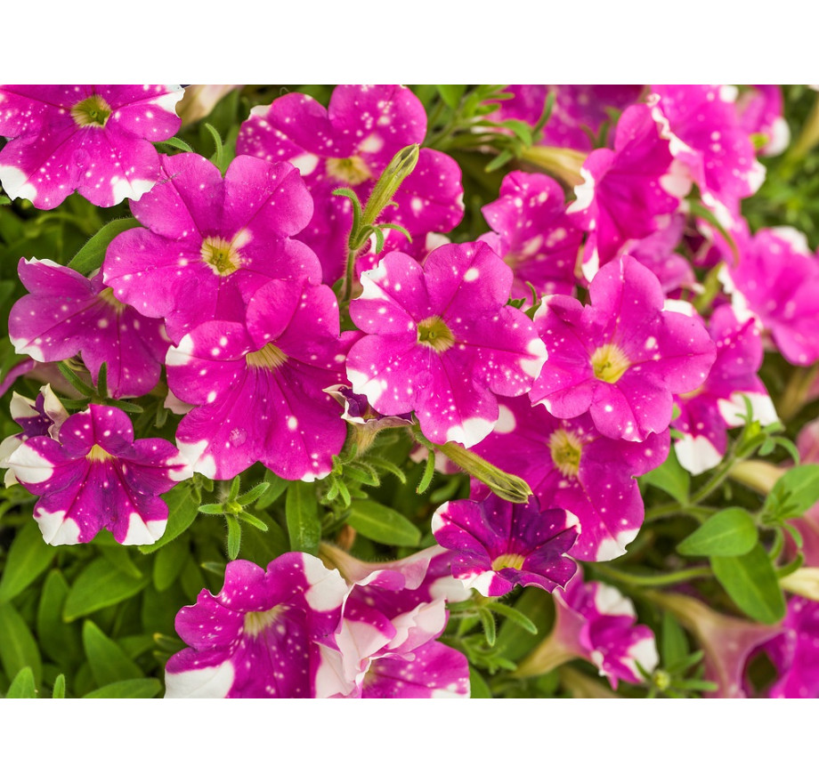 Petunia Splash Dance ® Rumba Rose , Petúnia, bal. 3 ks, 3x K7