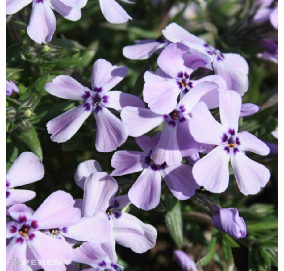 Phlox subulata 'Benita' , Flox šidlolistý , K9