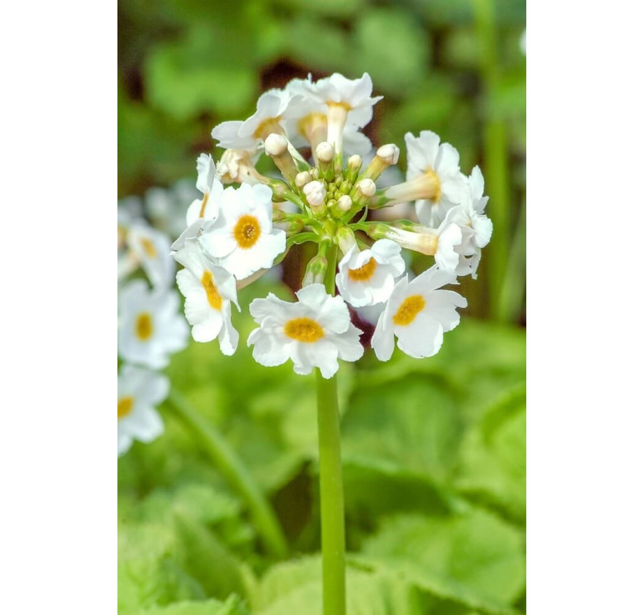Primula japonica 'Alba' , Prvosienka japonská, K9