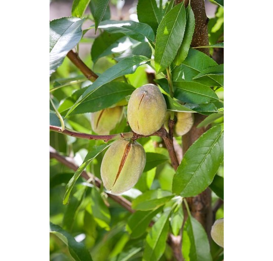 Prunus dulcis ´Tuono´ , Mandľa, 140,160 cm, C5