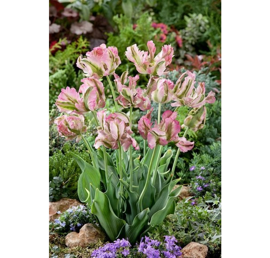 Tulipa ´Green Wave´ , Tulipán, bal. 5 ks, 11,12