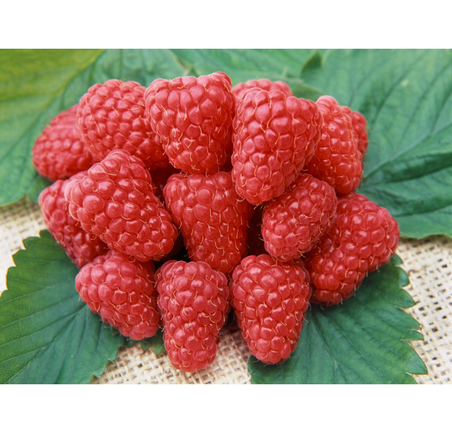 Rubus idaeus ´Heritage´ , Malina červená, C2