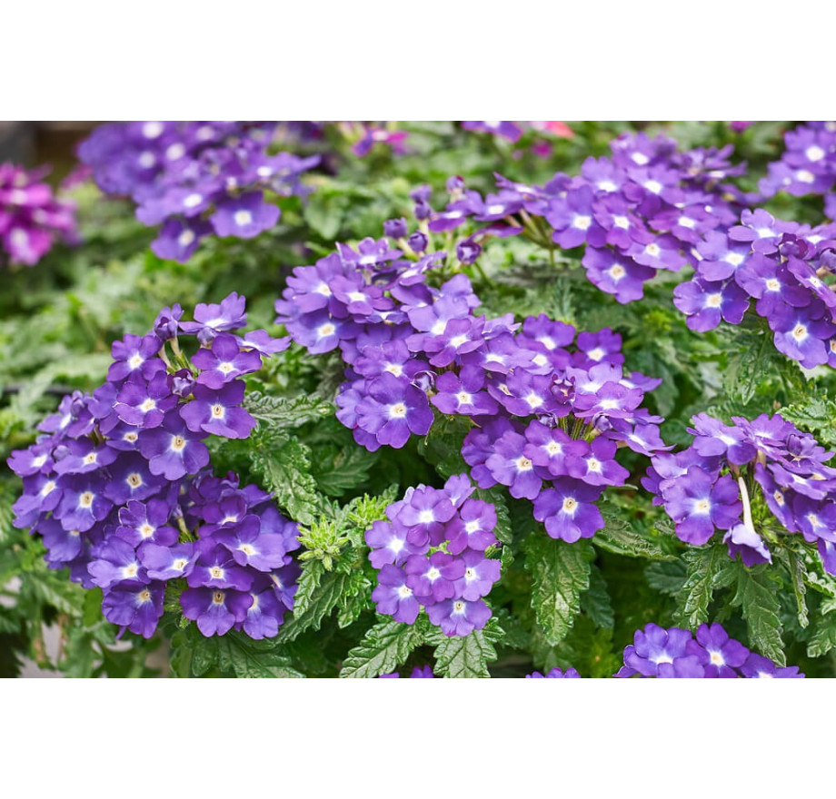 Verbena WFL® Estrella Imperial Blue , Verbena modrá s bielou hviezdou ...