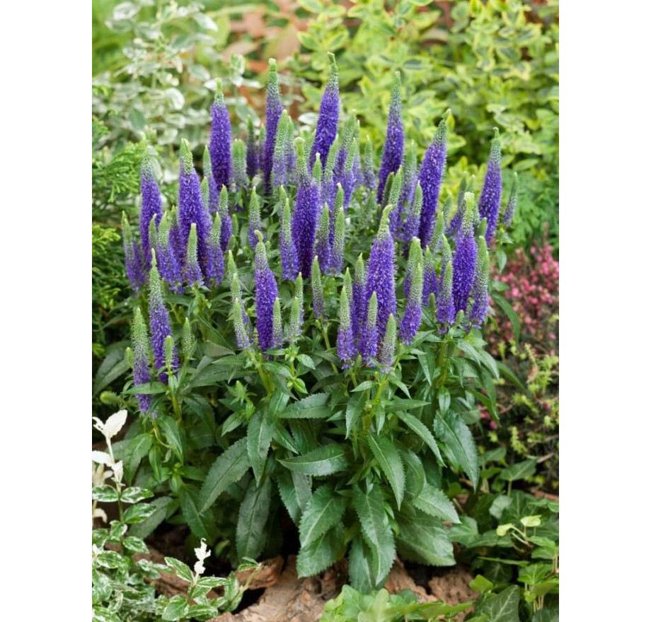 Veronica spicata ´Ulster Dwarf Blue´ , Veronika klasnatá, K9