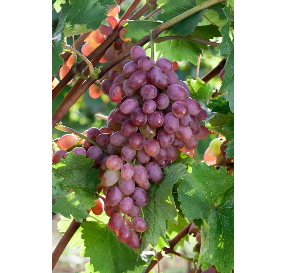 Vitis vinifera ´Jupiter´ , Stolové hrozno , Vinič ružový, C2