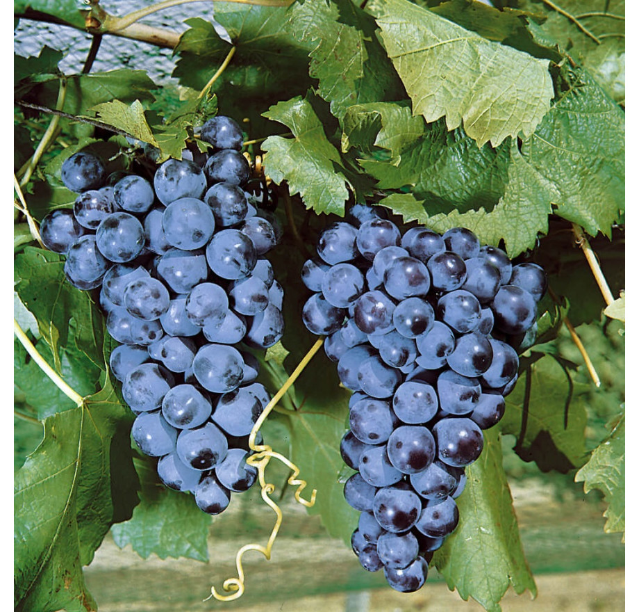 Vitis vinifera ´Muscat Blue´ , Stolové hrozno , Vinič modrý, C2