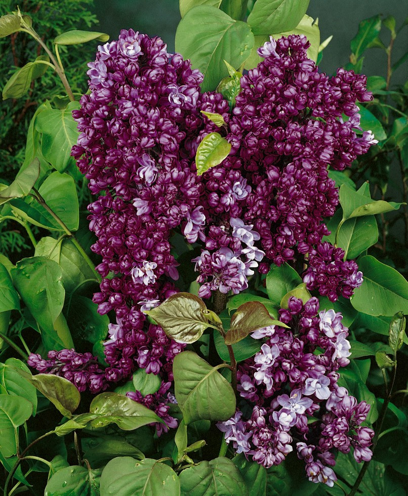 Syringa vulgaris ´Paul Thirion´ , Orgován, 60-80 cm, C3