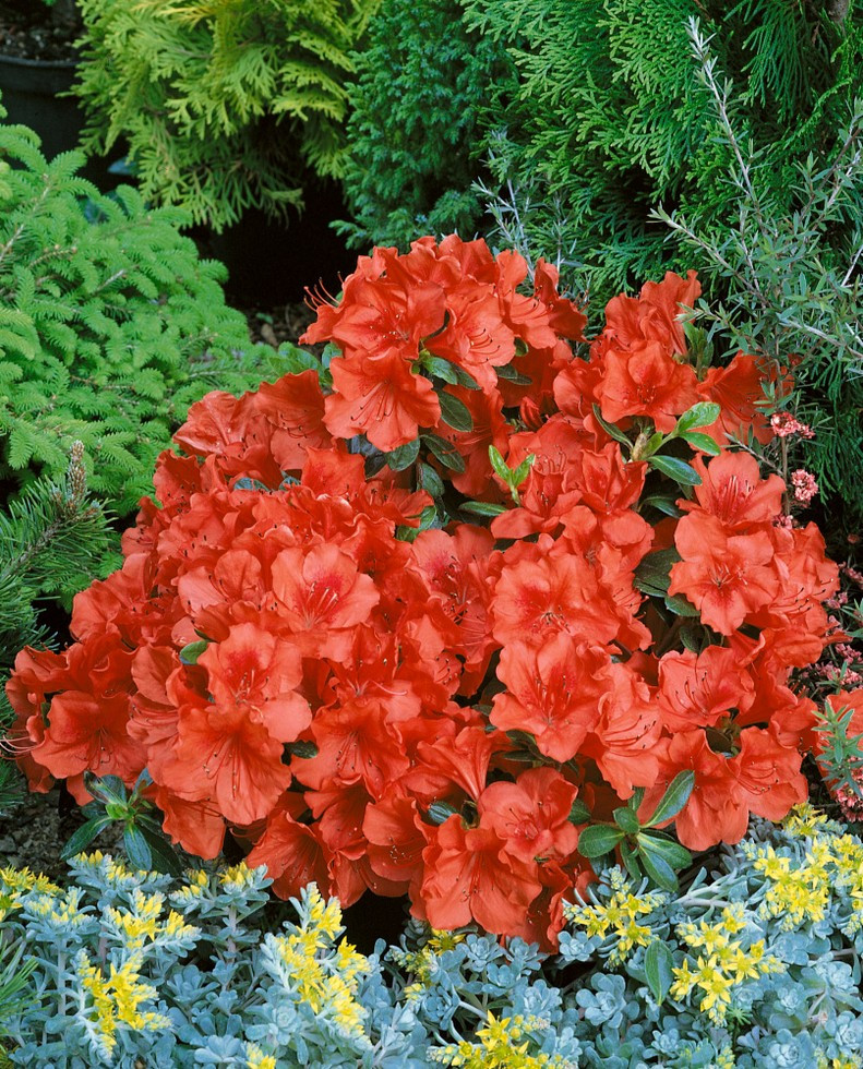 Azalea japonica ´Santa Maria´ , Azalka japonská, 20-30 cm, C3