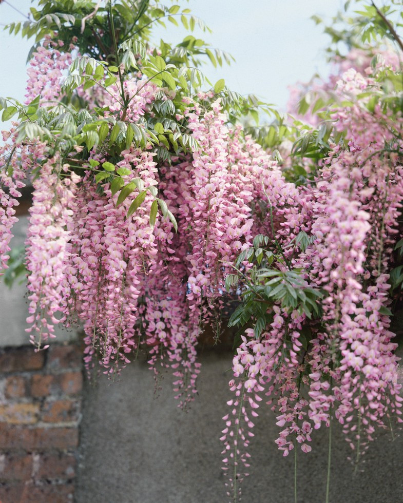 Wisteria floribunda ´Rosea´ , Vistéria mnohokvetá, 50-60 cm, C2